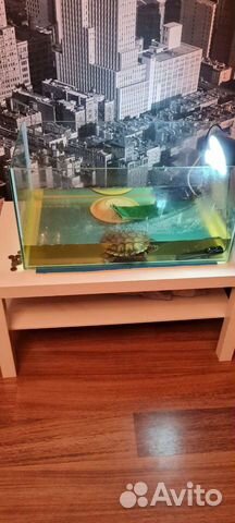 Черепаха ищет дом