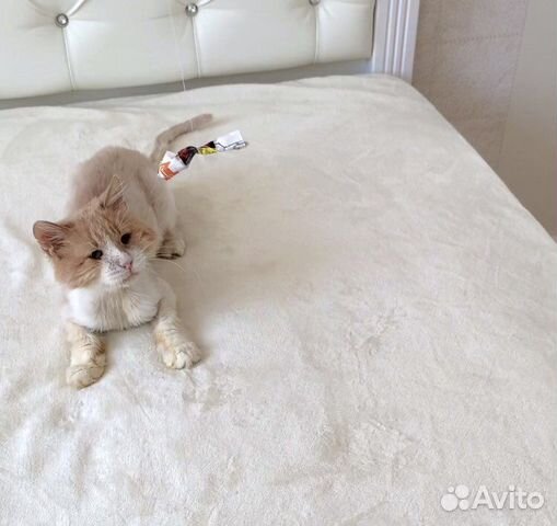 Кот Персеюшка