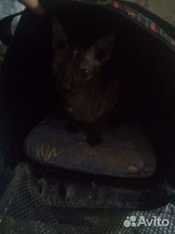 Кошка Сфинкс Браш