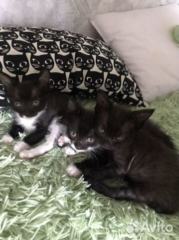 Котята бесплатно