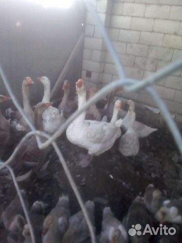 Гуси продам