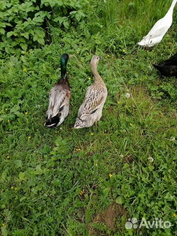 Утки Индийский бегунок. Семья