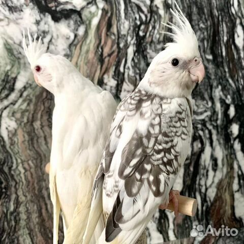 Птенцы безщекой кореллы