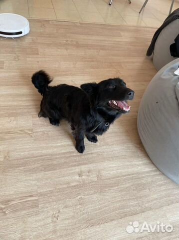 Маленькая коротколапая девочка