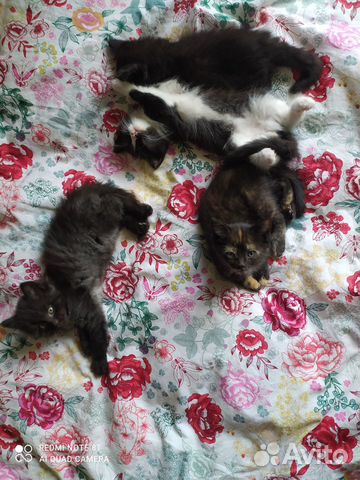 Кошка. Кот. Котенок. Котята