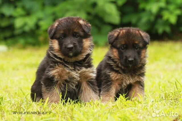 Щенки-суки немецкой овчарки. Стандарт.Питомник РКФ