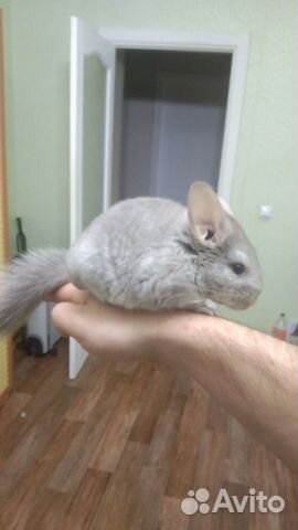 Ручная Шиншилла