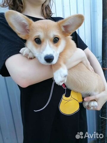 Вельш корги пемброк