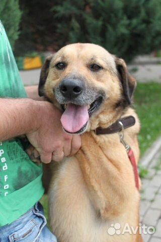 Собаки бесплатно