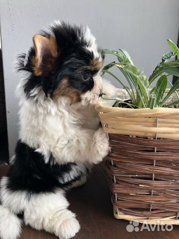 Вкусный бивер Чизкейк