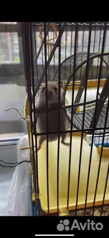 Хомячки бесплатно