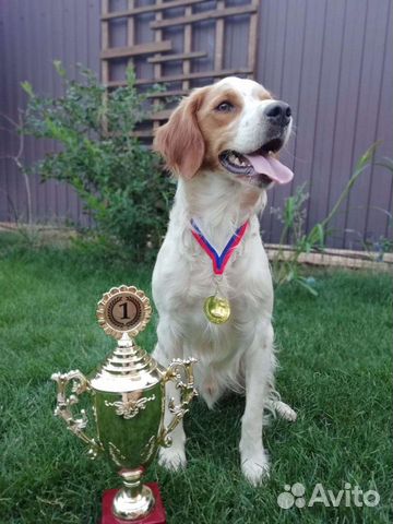 Предлагаю щенков легавой породы бретонский эпаньол