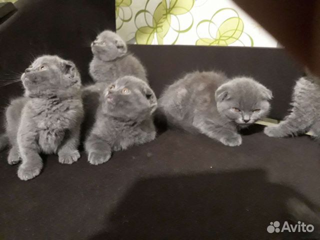 Шотландская