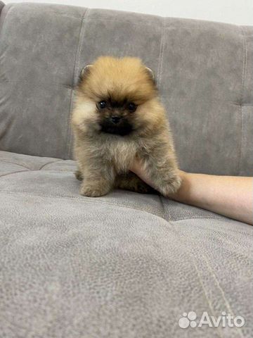 Щенки померанского шпица