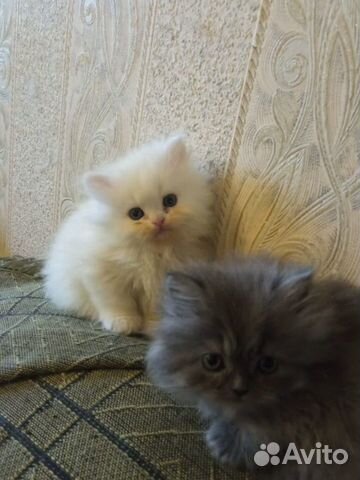 Персидская шпана