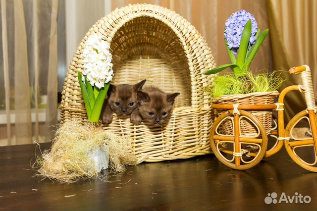 Продам котенка