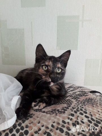 Зеленоглазая трехцветная киска,3 мес