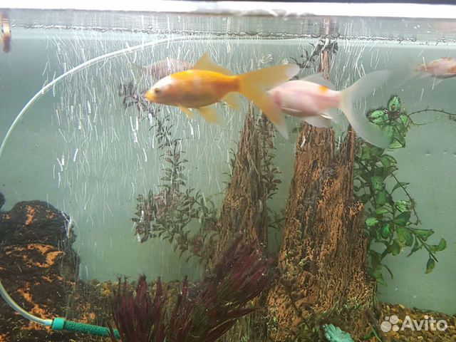 Живая рыба для пруда