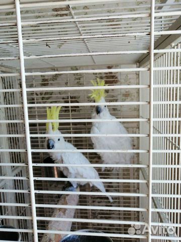 Продам пару какаду Элеонора