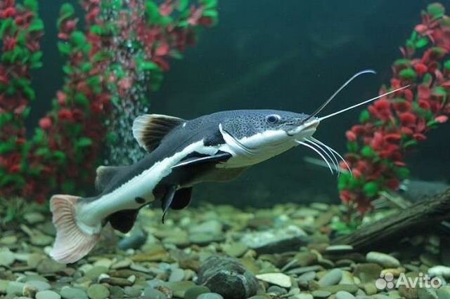 Краснохвостый сом