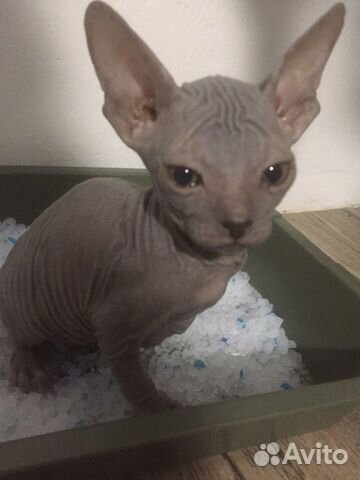 Донской сфинкс котята