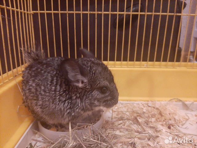 Серебристая шиншилла