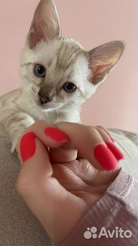 Снежная бенгальская кошечка