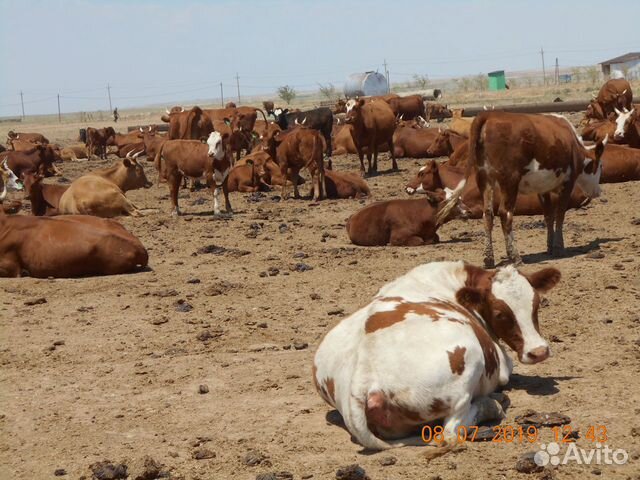 Продаются откормочные быки