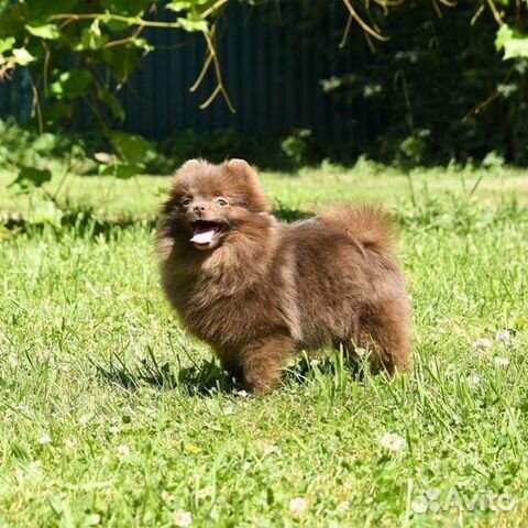 Шпиц прмеранский коричневого окраса