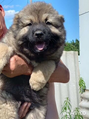 Отличные щенки кавказской овчарки