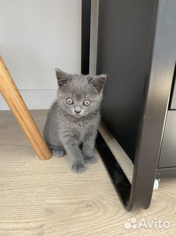 Котенок помесь британец в добрые руки