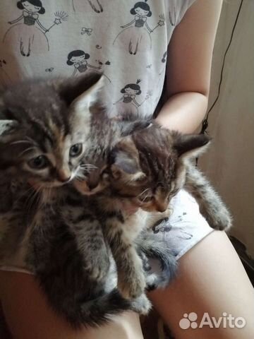 Кошка в дар