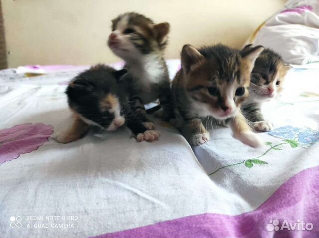 Котята в дар