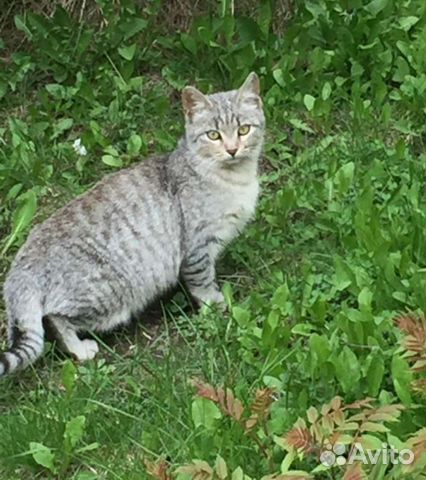 Кошка
