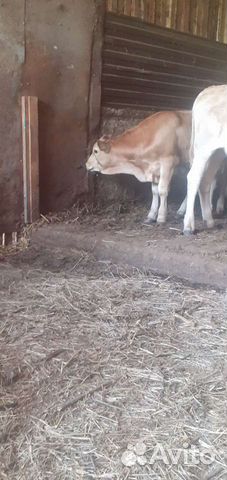 Бычки быки телята