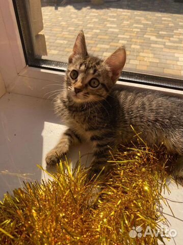 Котята ищат дом