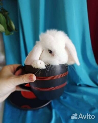 Белые голубоглазые девочки. Карликовые барашки