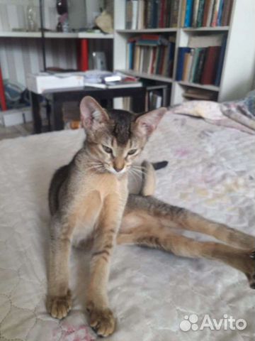 Абиссинский котенок-полукровка. Девочка