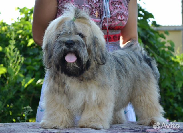 Мальчик лхаса апсо