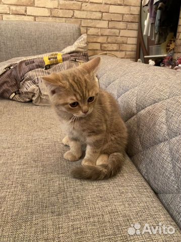 Шотландский котенок