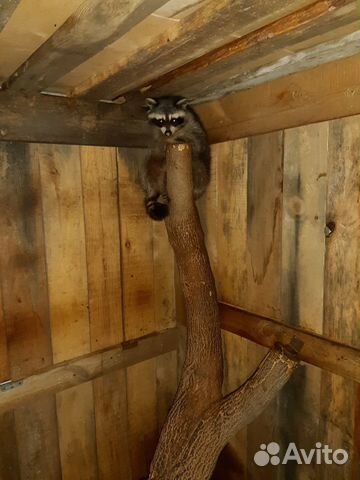 Енот полоскун