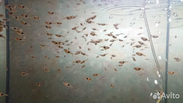 Расбора гетероморфа