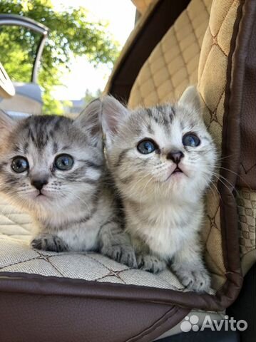 Шотландские котята