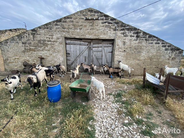 Продаются козы, (козлята)