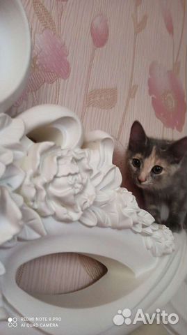 Кошечка