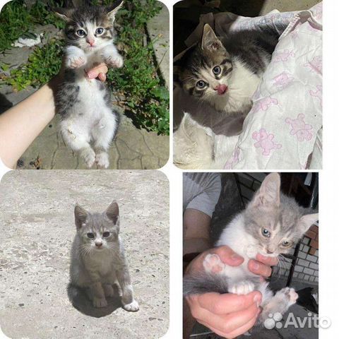 Котята в добрые руки