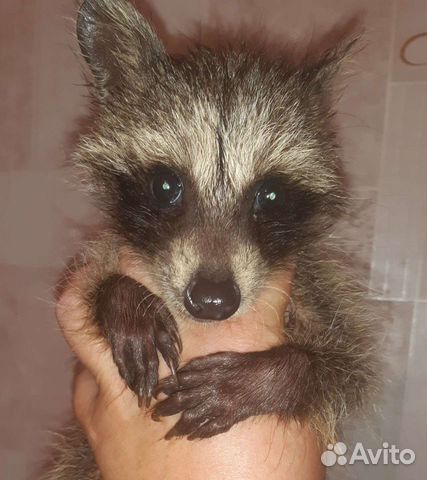 Енот полоскун ручные