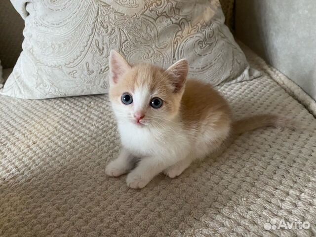 Отдам котенка в добрые руки