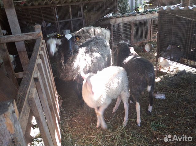 Ягнят и овцу