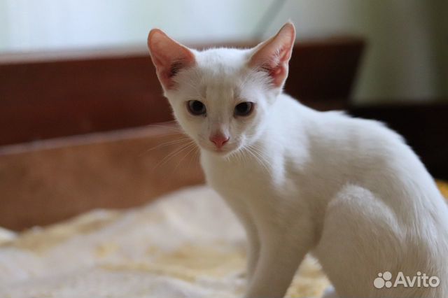 Самый классный кот